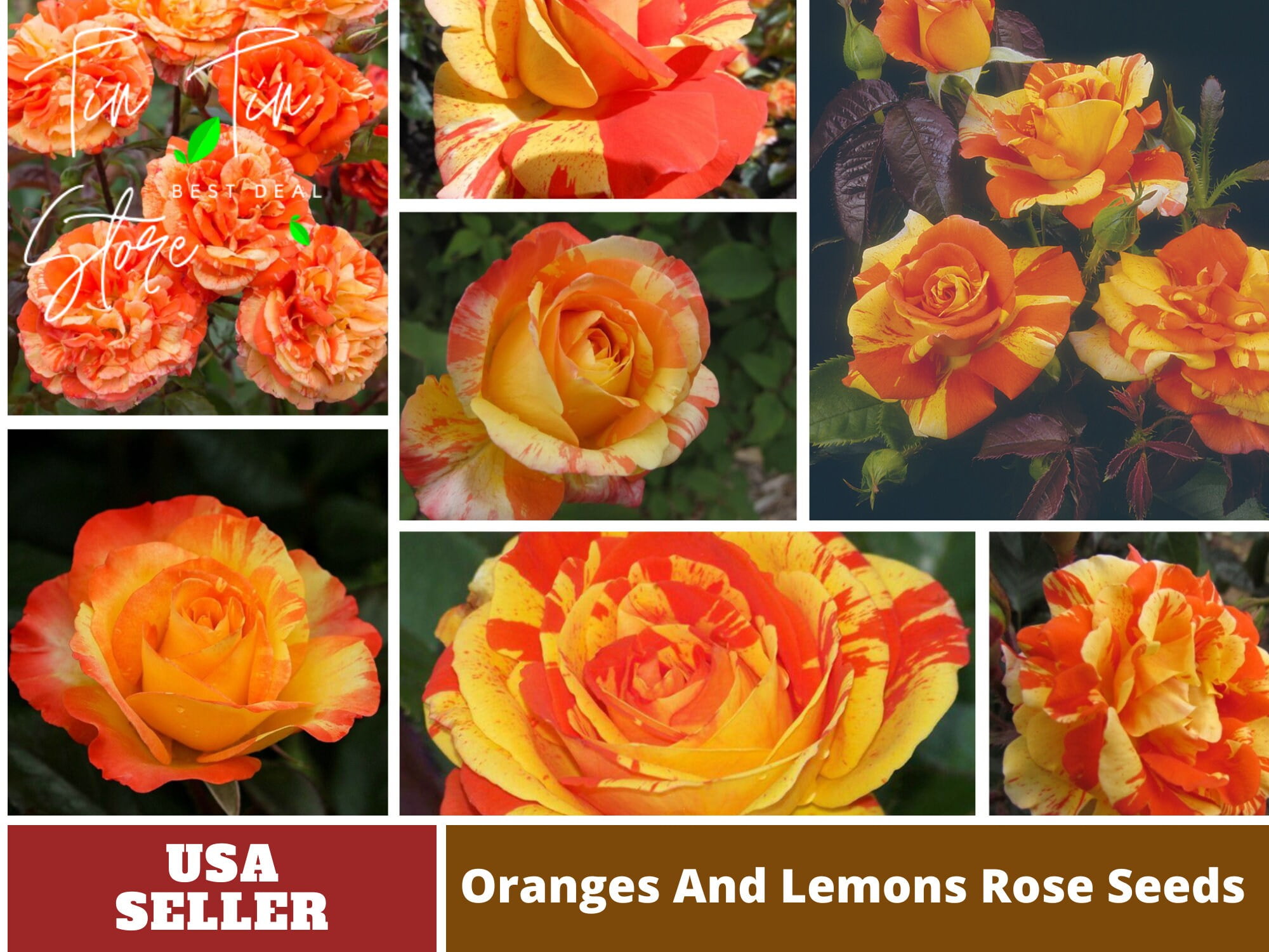 30 Rare Seeds| Oranges and Lemons Shrub Rose Seeds#1017 |BUY 4 GET 1 ...