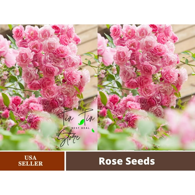 30 Rare Pink Climbing Rose Bush Seeds, Authentic Flower Seeds, Herb and ...