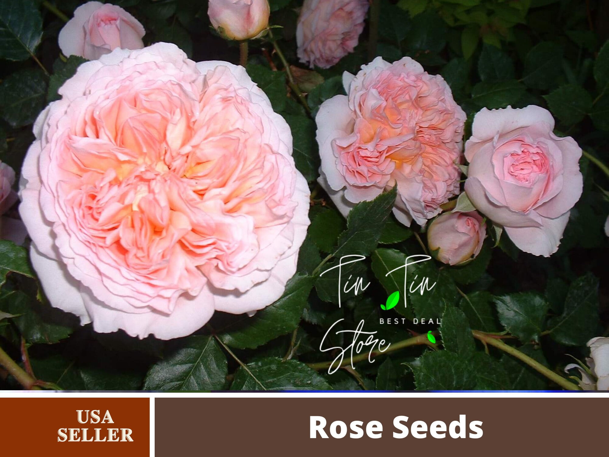 30 Authentic Abraham Darby Rose Seeds - Rare Pink English Rose, Herb ...