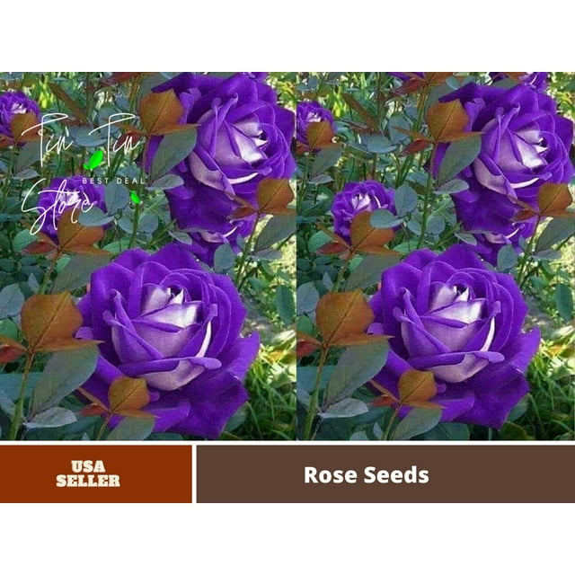 30 Rare Purple Haze Rose Seeds, Perennial Bush #1070, Authentic, B3G1 ...
