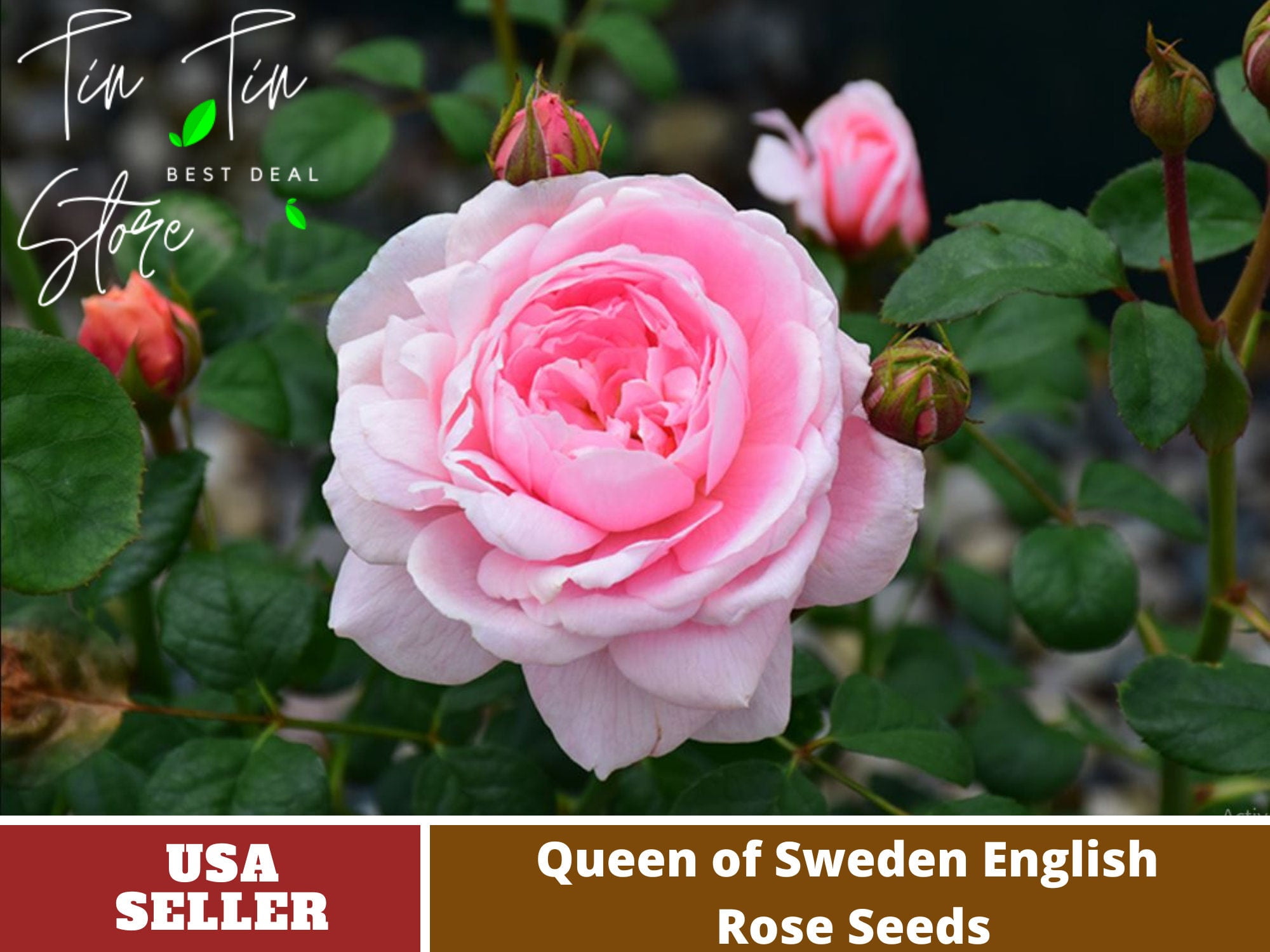 30 Rare Seeds-Queen of Sweden English Rose Seeds#1039-Authentic Seeds ...
