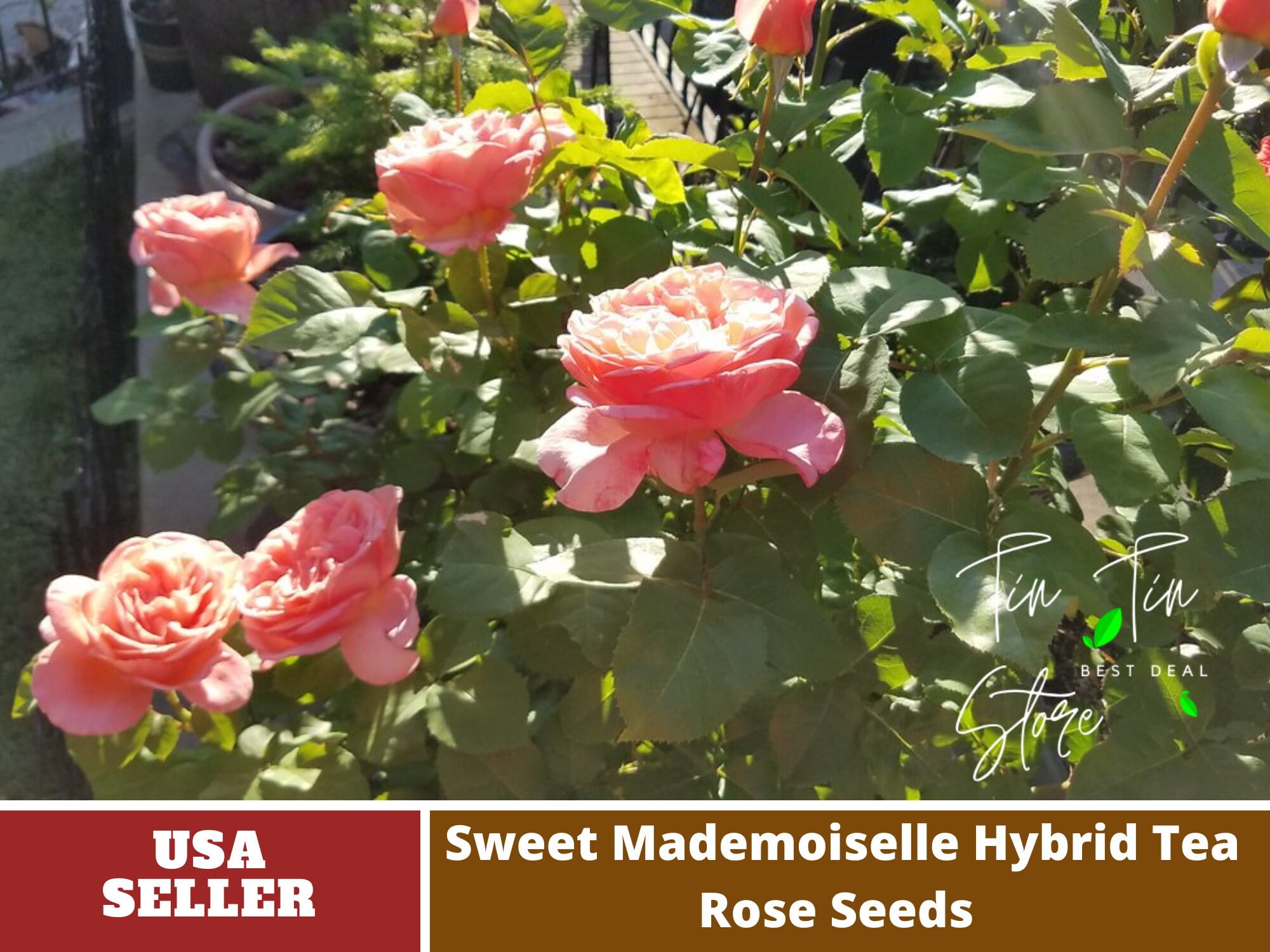 30 Rare Seeds-Sweet Mademoiselle Hybrid Tea Rose Seeds #1013-Authentic ...