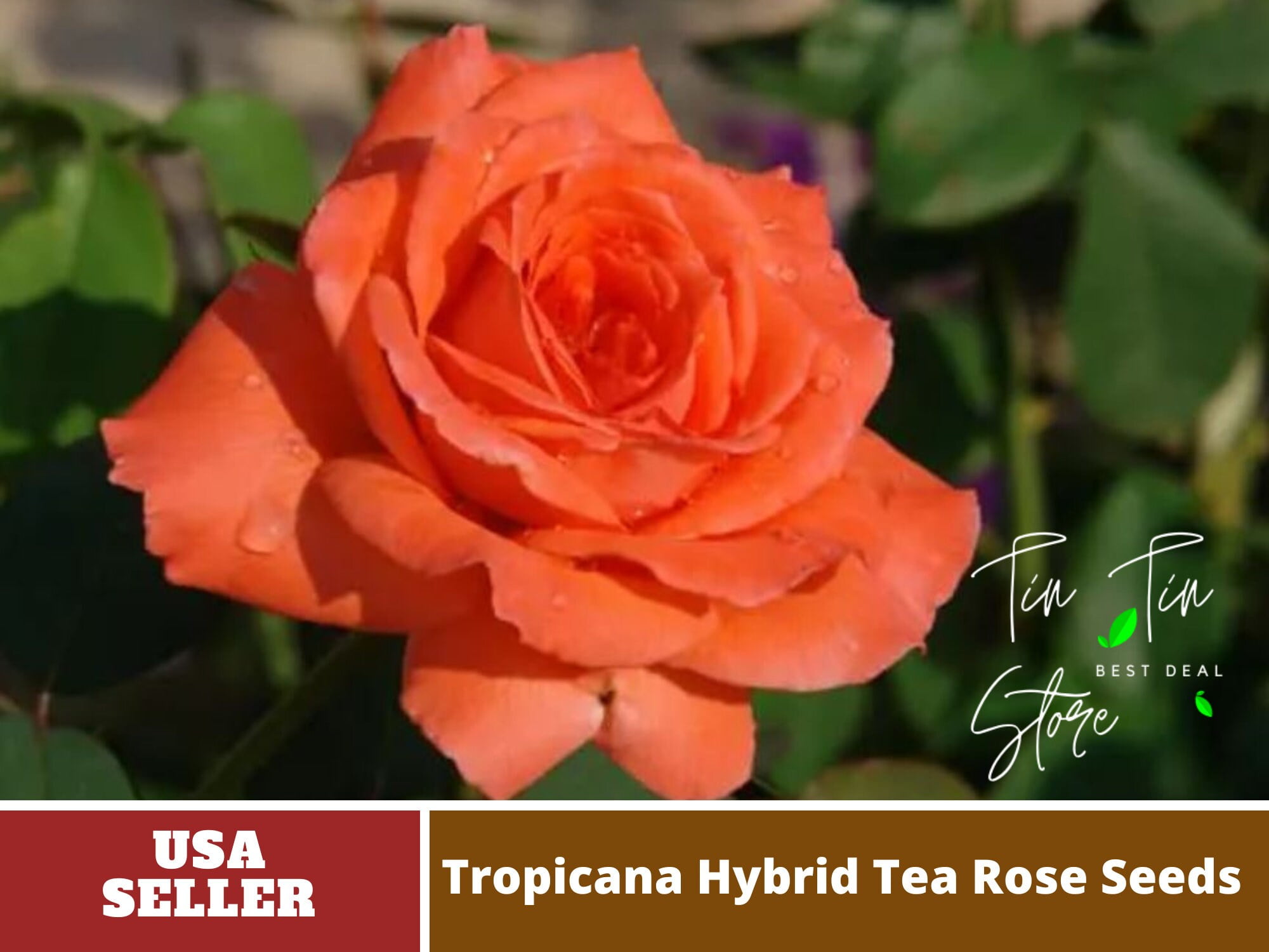 Tropicana Rose