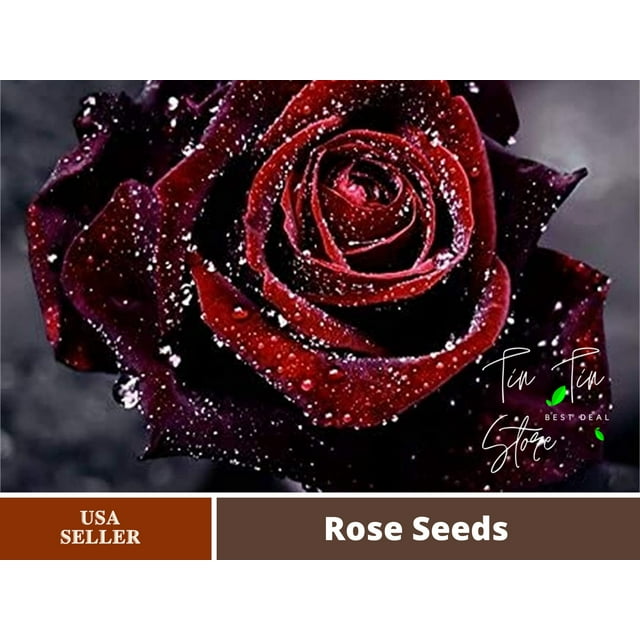 Walmart 30 Authentic Rare True Blood Rose Seeds, Red Black Bush #1078 ...