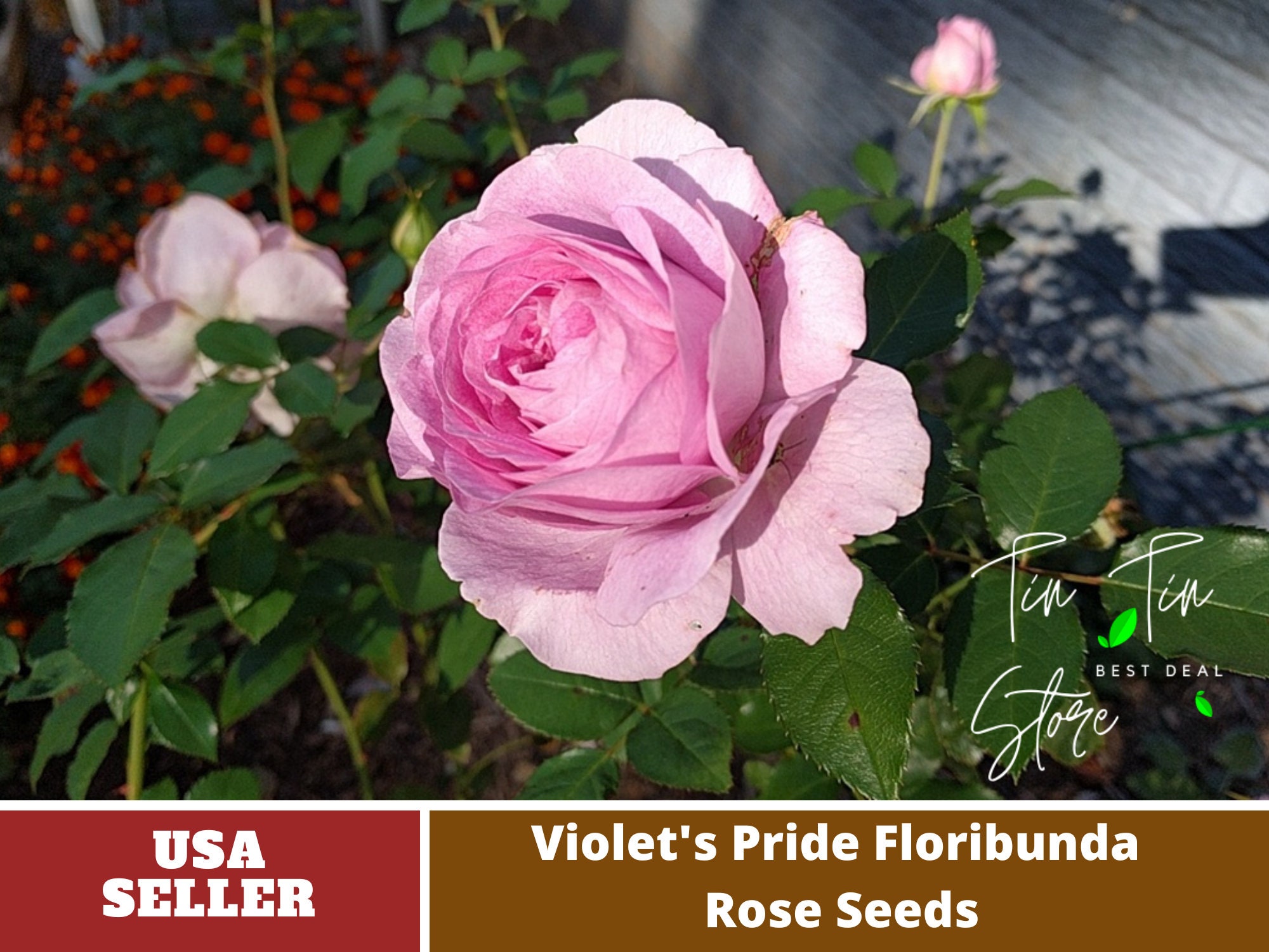 30 Rare Seeds| Violet's Pride Floribunda Flower Rose Seeds -Authentic ...