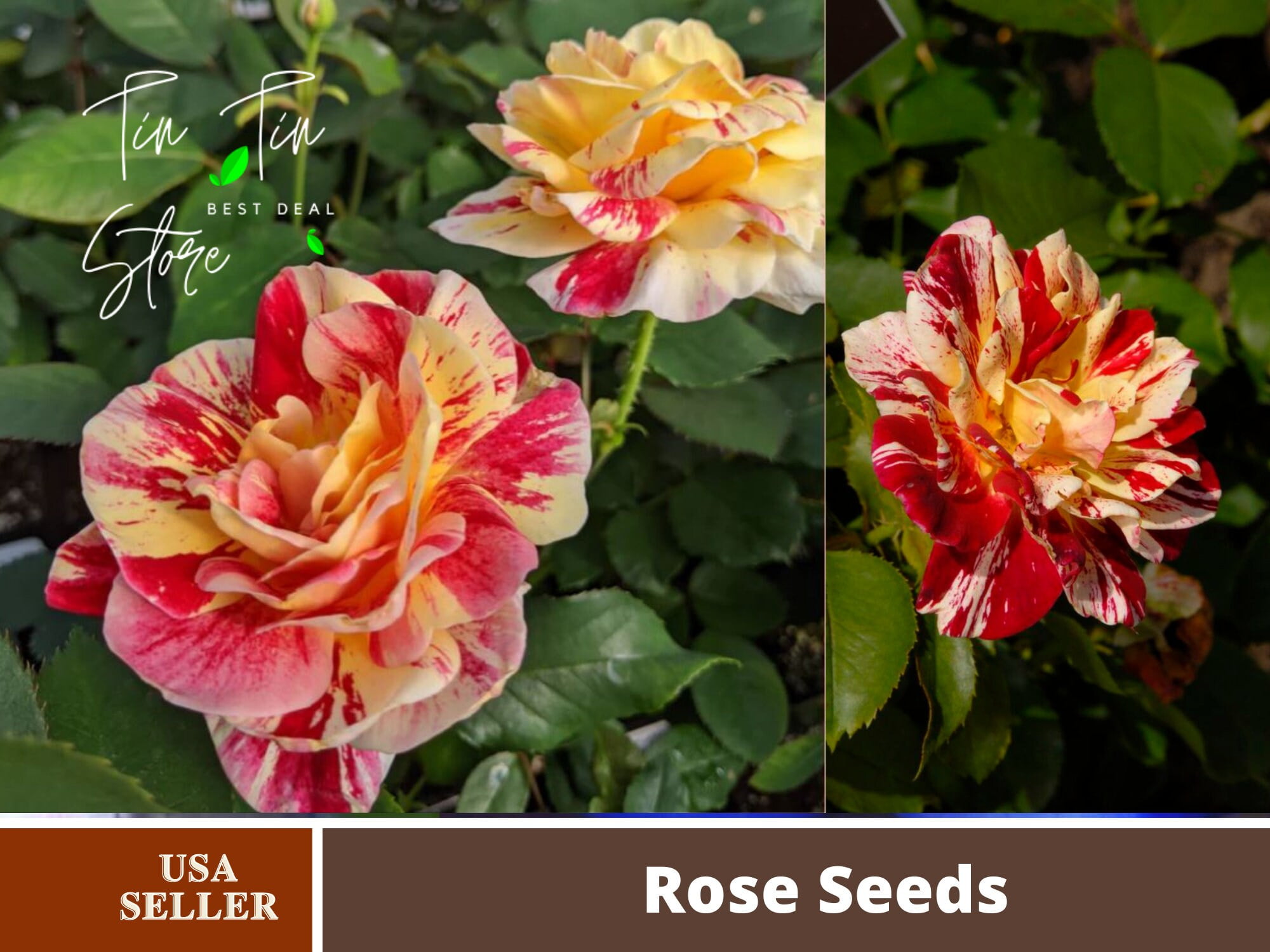 30 Rare seed- Bush Red yellow Rare #1101- Authentic Seeds-Flowers-Seeds ...