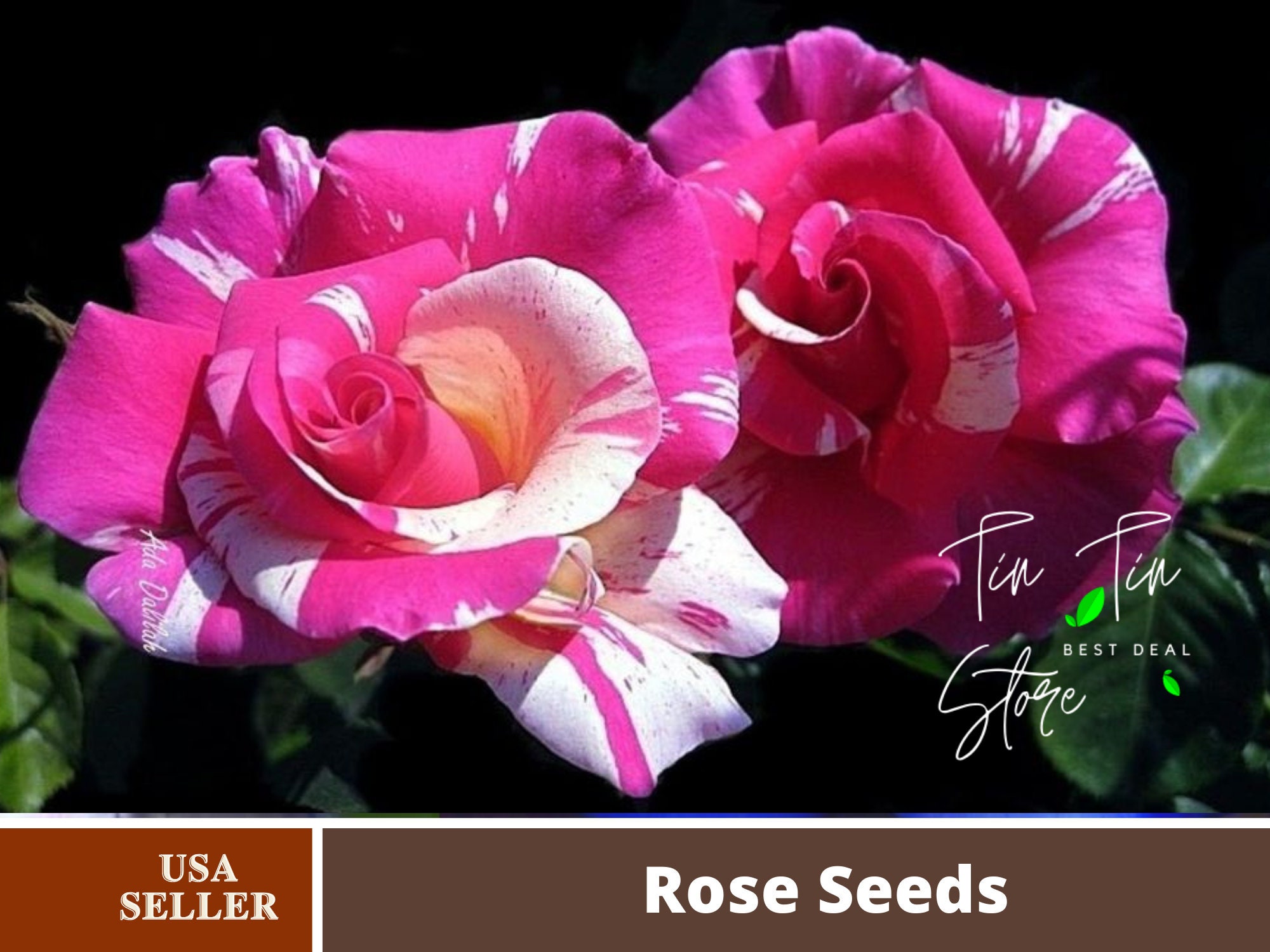 30 Rare seed-Candyland Rose Seed Pink White Rare-#1099-Authentic Seeds ...