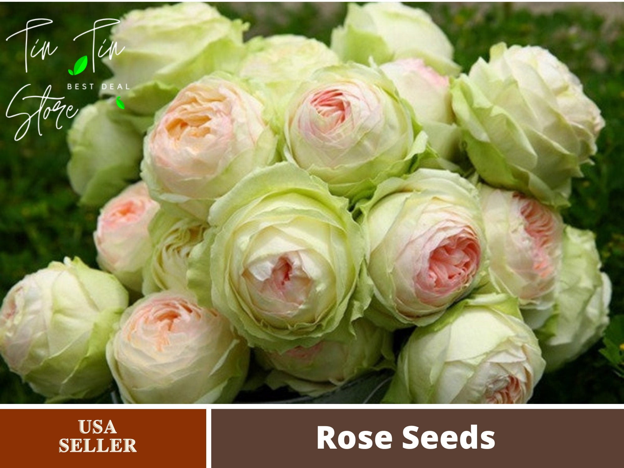 30 Rare Dancing Queen Rose Bush Seeds #1090 - Authentic, Herb ...