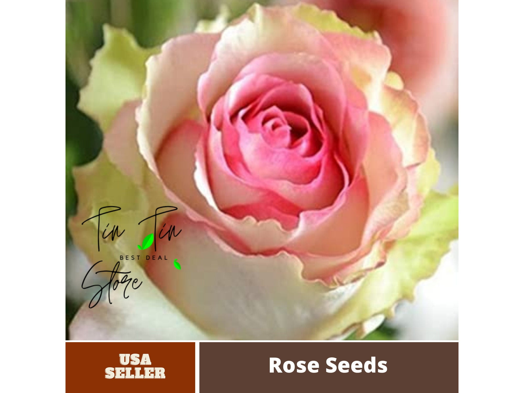 30 Rare seed- Dancing Queen Rose Bush- #1090-Authentic Seeds-Flowers ...