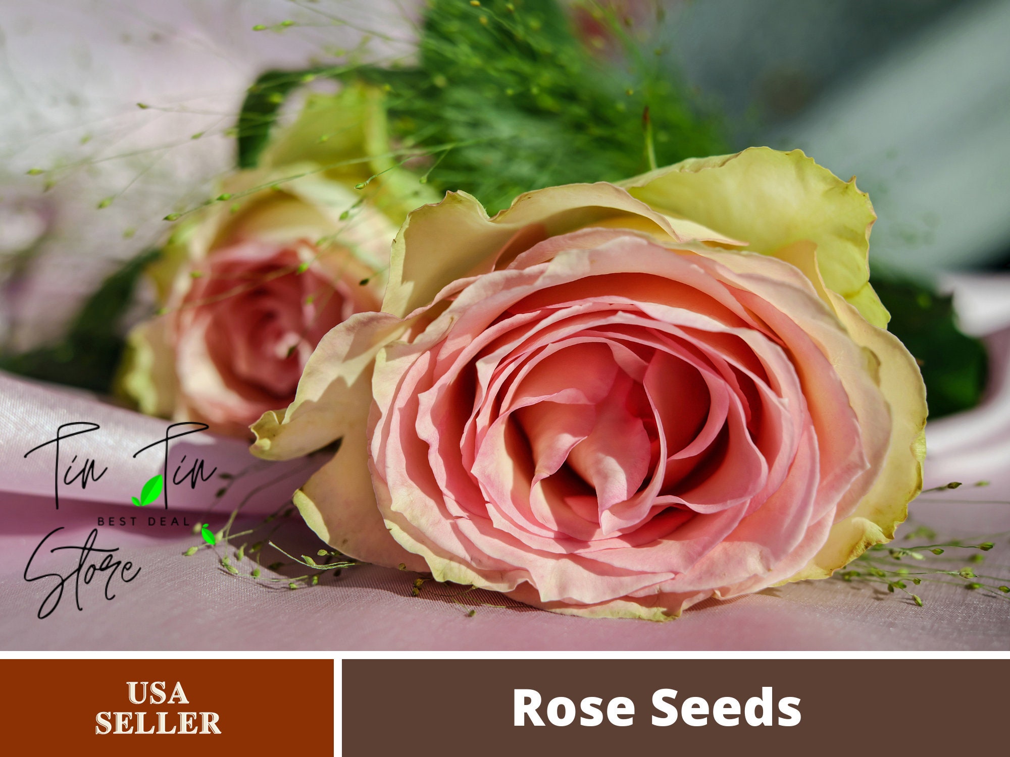 30 Rare seed-Dancing Queen Rose Bush #1090-Authentic Seeds-Flowers ...