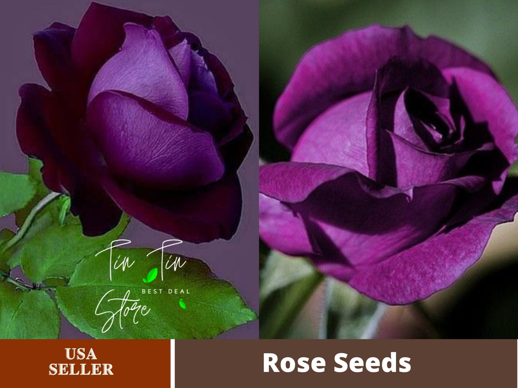 30 Rare seed - Dark Purple Rose Bush [#1085] -Authentic Seeds-Flowers ...