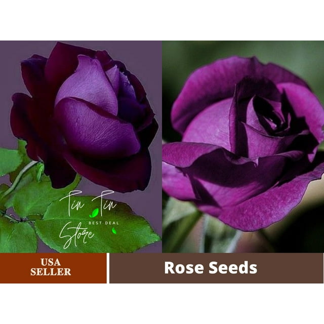 30 Rare seed - Dark Purple Rose Bush [#1085] -Authentic Seeds-Flowers ...