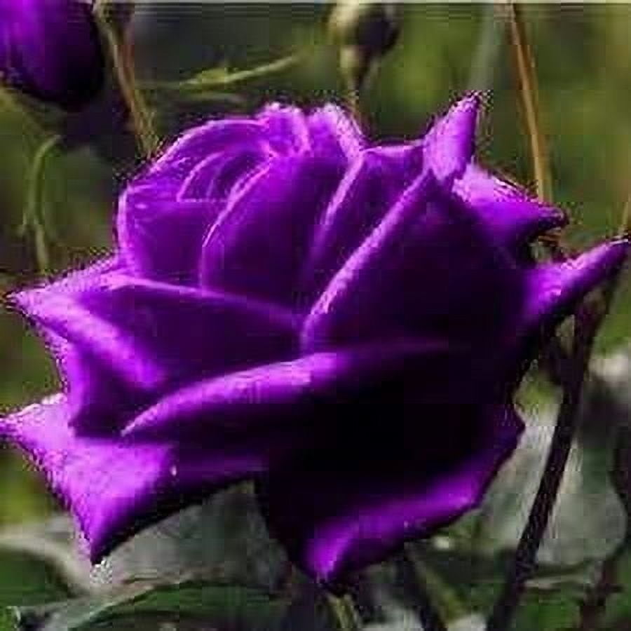30 Rare Dark Purple Rose Bush Seeds, Authentic, B3G1, Mix for Planting ...