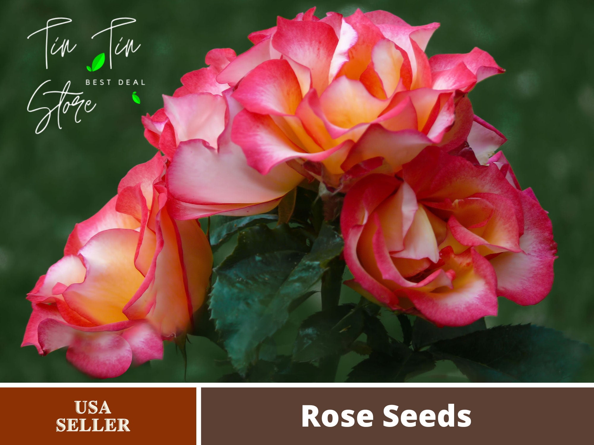 30 Rare seed-Love & Peace Rose Bush #1093-Authentic Seeds-Flowers-Seeds ...