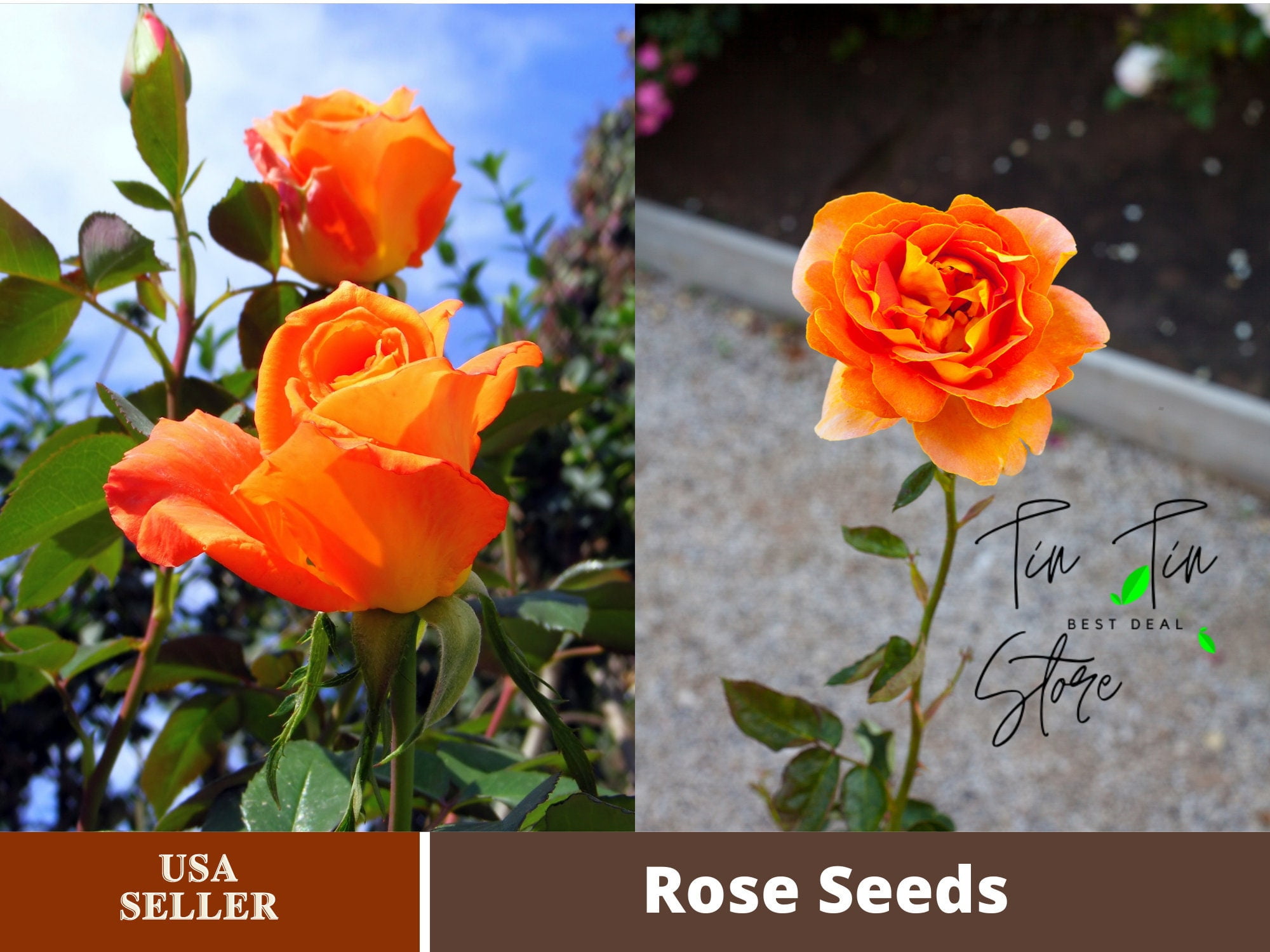 30 Rare seed-Orange Rose Seed Flower-#1091-Authentic Seeds-Flowers ...