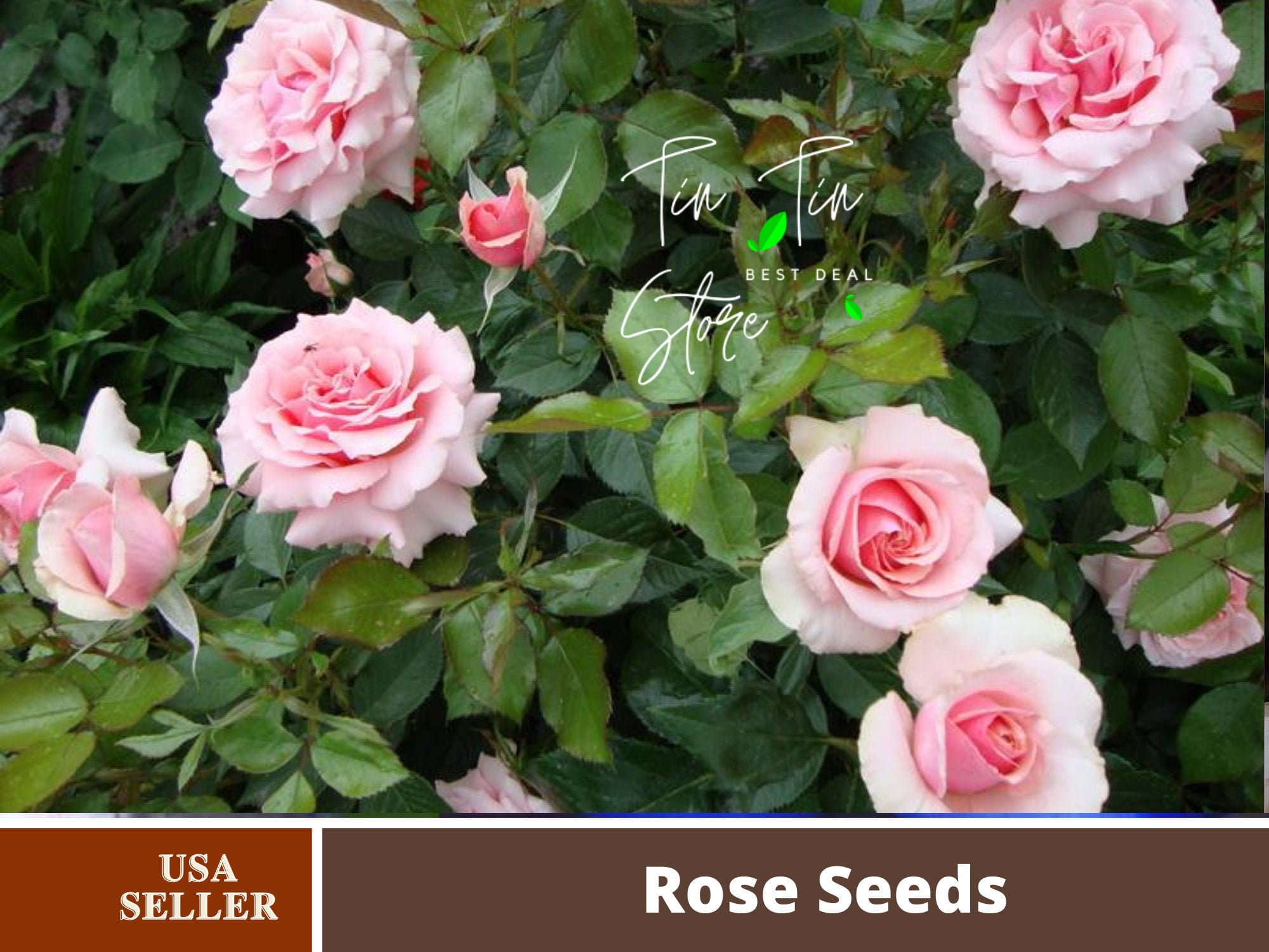 30 Rare seed-Pink Rose Flower Seeds-#1117-Authentic Seeds-Flowers-Seeds ...