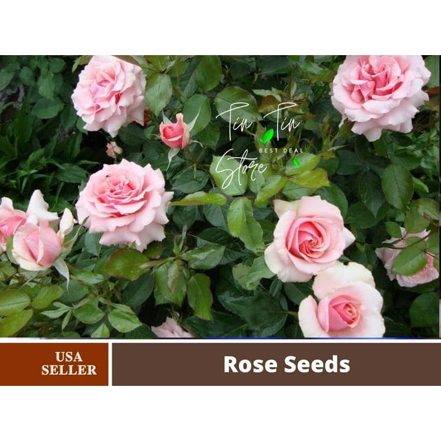 30 Rare seed-Pink Rose Flower Seeds-#1117-Authentic Seeds-Flowers-Seeds ...