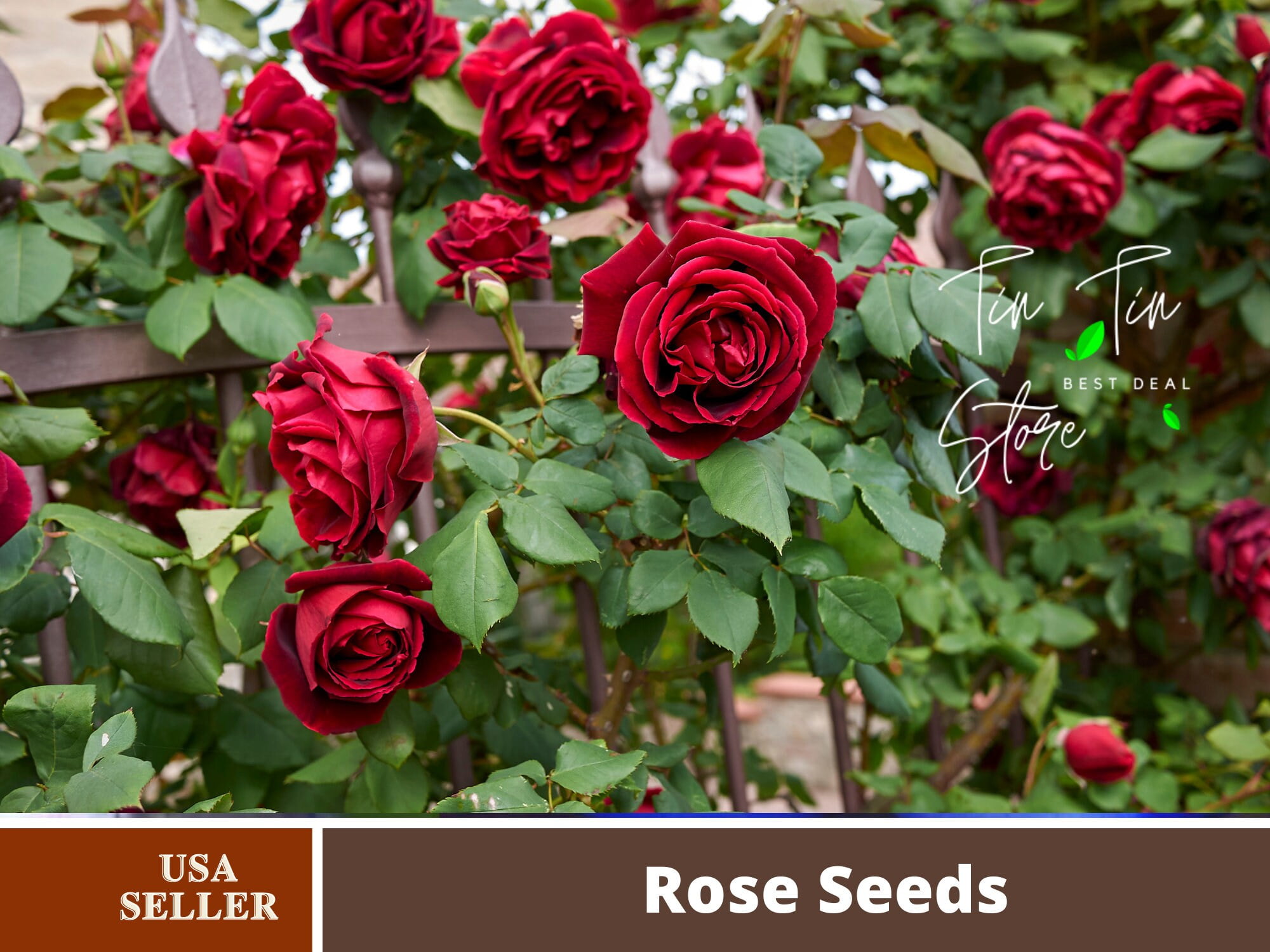 30 Rare seed-Red Climbing Rose Seed Flower#1102-Authentic Seeds-Flowers ...