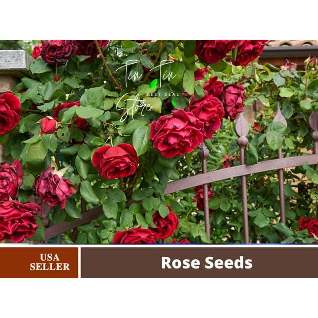 30 Rare seed-Red Climbing Rose Seed Flower #1102- Authentic Seeds-Seeds ...