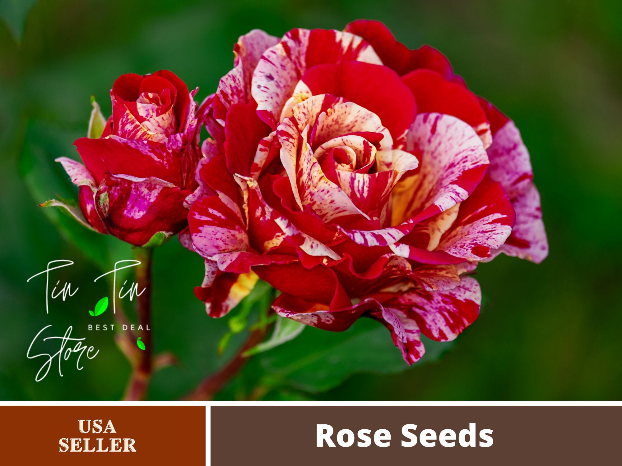 30 Rare seed-Red Dragon Rose Seed Flower #1092-Authentic Seeds-Flowers ...