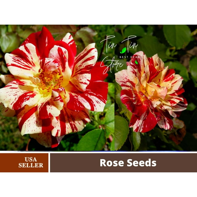 30 Rare seed-Red Yellow Rare Seeds -#1101-Authentic Seeds-Flowers-Seeds ...