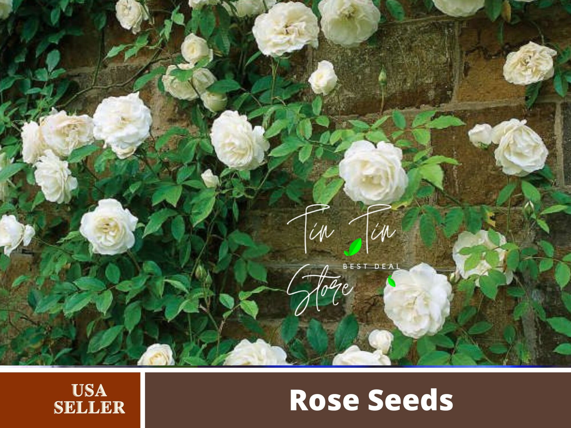 30 Rare White Climbing Rose Seeds #1100, Authentic, Fast Shipping, B3G1 ...