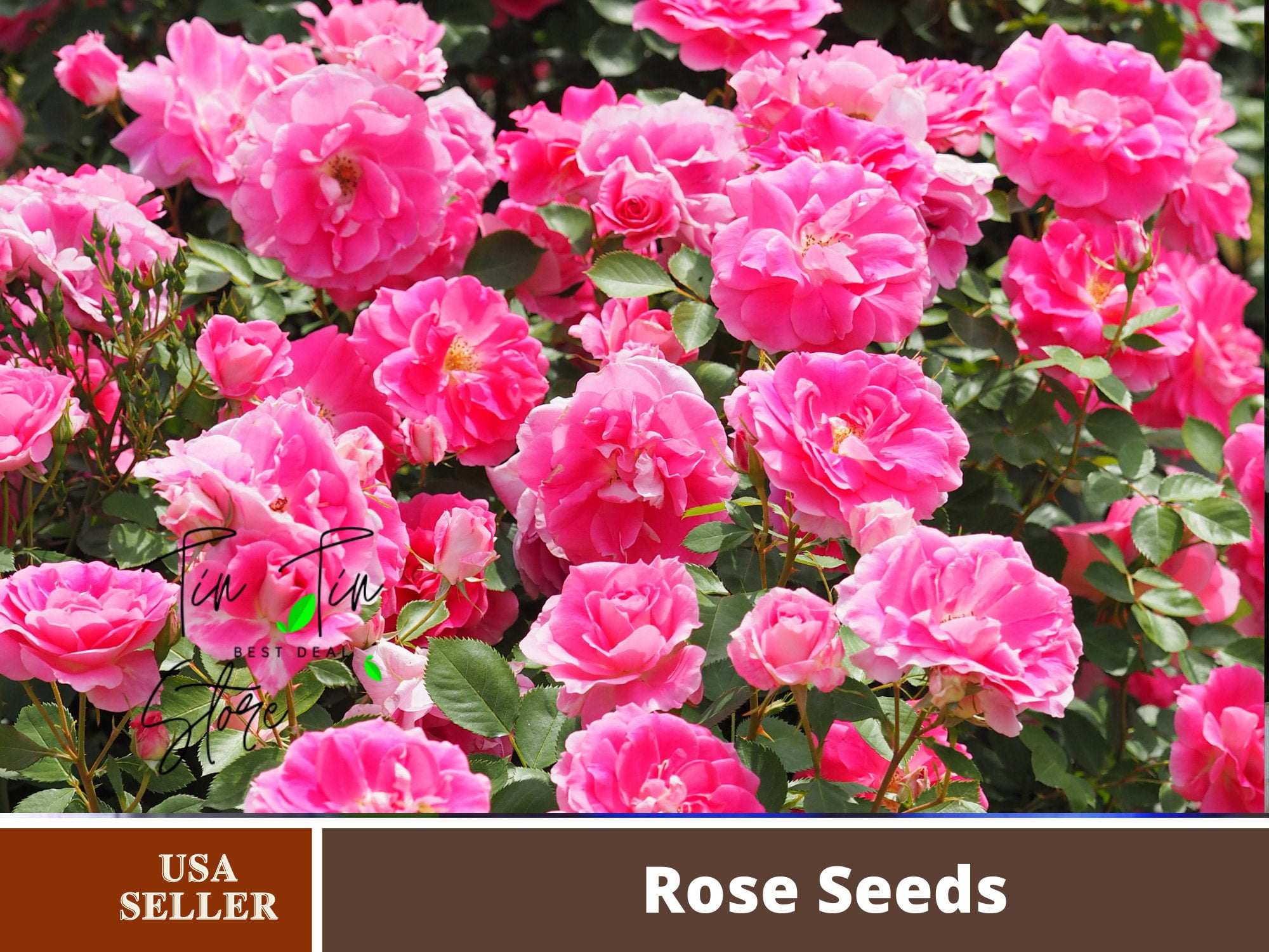 30 Rare seeds-Pink Carefree Wonder Shrub Rose Seeds#1114-Authentic ...