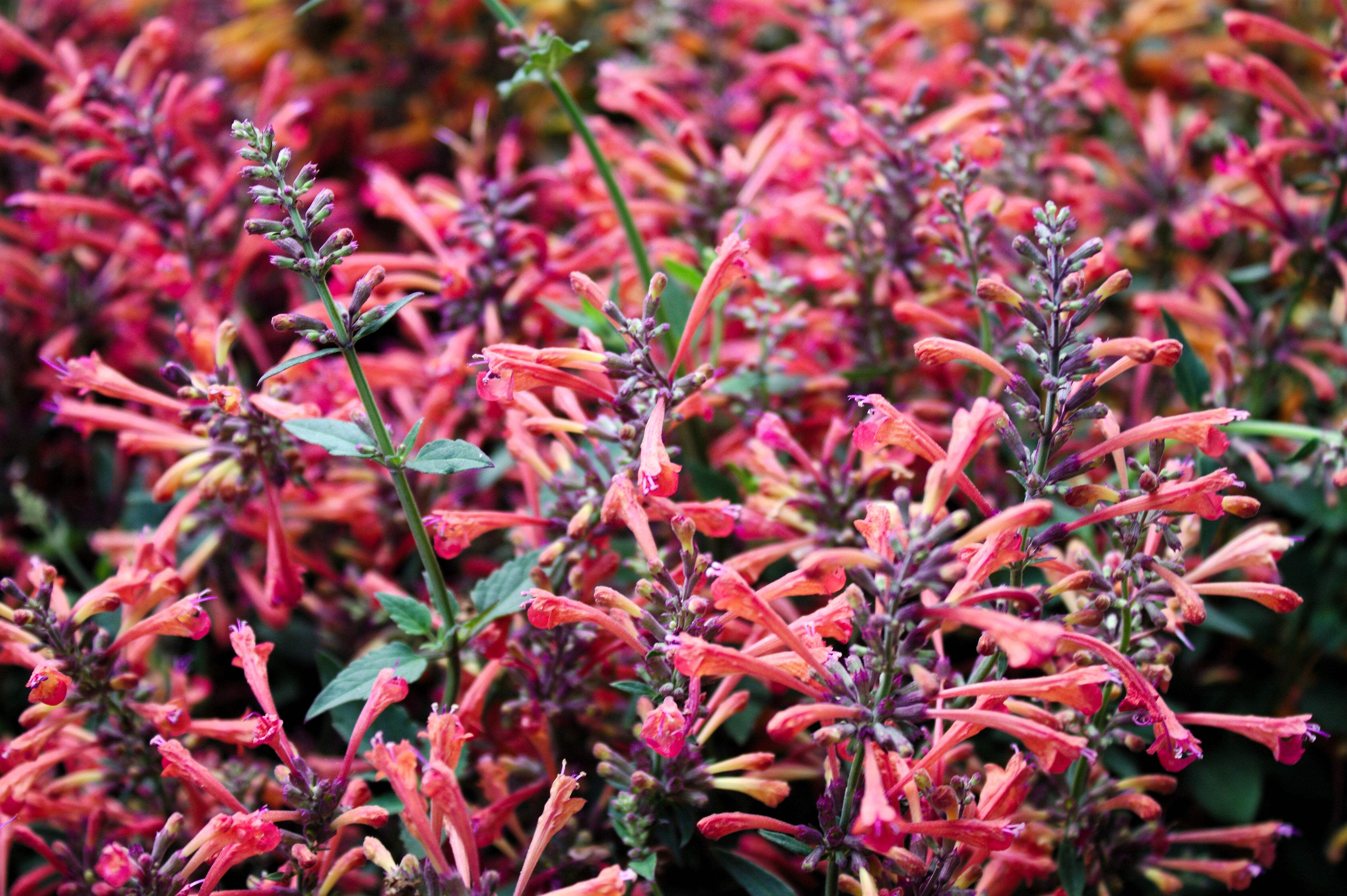 30 Red Agastache Heather Queen Hummingbird Mint Hyssop Flower Herb ...