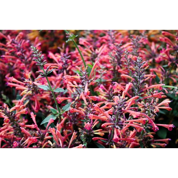 30 Red Agastache Heather Queen Hummingbird Mint Hyssop Flower Herb ...
