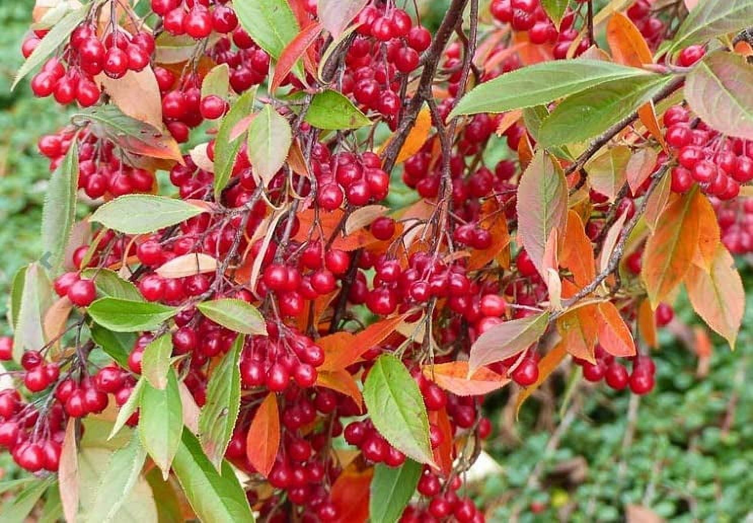 30 Red Chokeberry Bush Seeds for Fruit Planting - Aronia arbutifolia ...