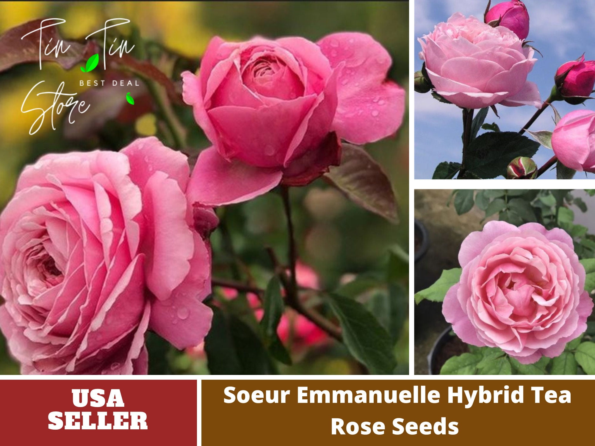 30 Rose Seed| Soeur Emmanuelle Hybrid Tea Rose Seeds Authentic Seed ...