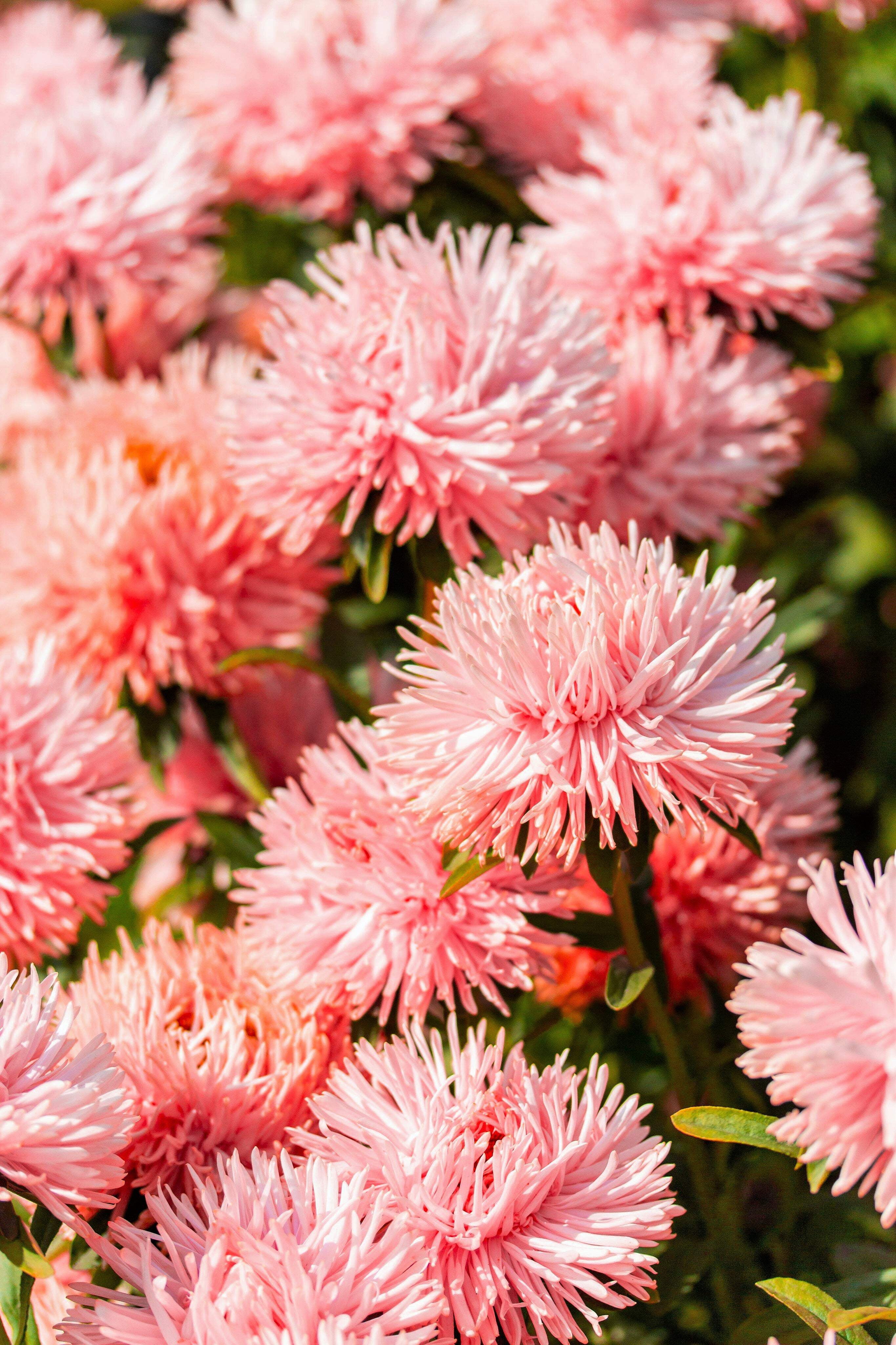 30 SALMON NEEDLE ASTER Callistephus Chinensis Unicom Flower Seeds ...