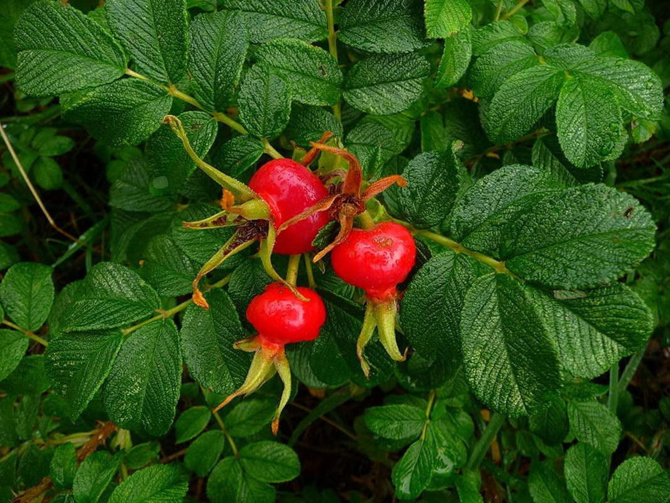 30 Sea Tomato Seeds for Planting - Rosa Rugosa - Walmart.com