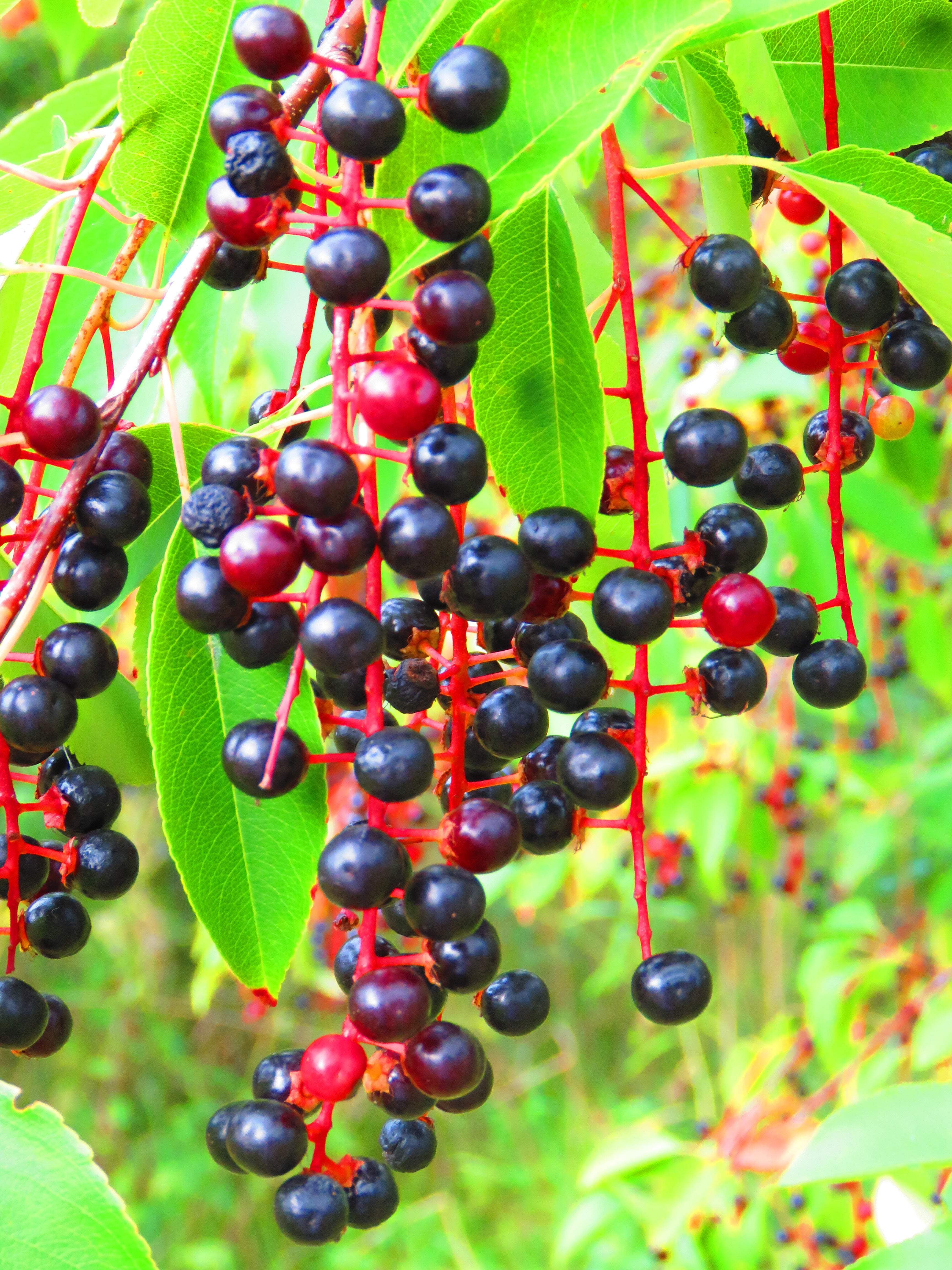 Seedville USA, Black Cherry Tree Seeds, Prunus Serotina, Edible Fruit ...