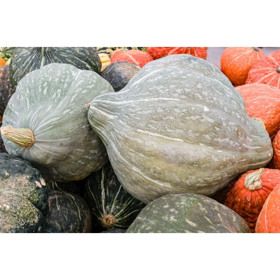30 Seeds BLUE HUBBARD SQUASH New England Buttercup Cucurbita Pepo ...