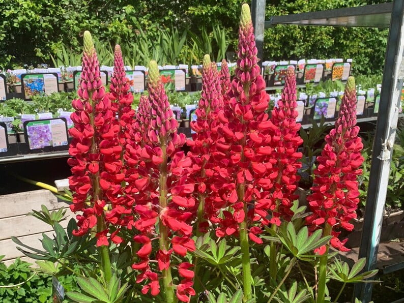 30 Seeds Beefeater Lupine Seeds Lupinus Flower Seeds Mix to Plant ...