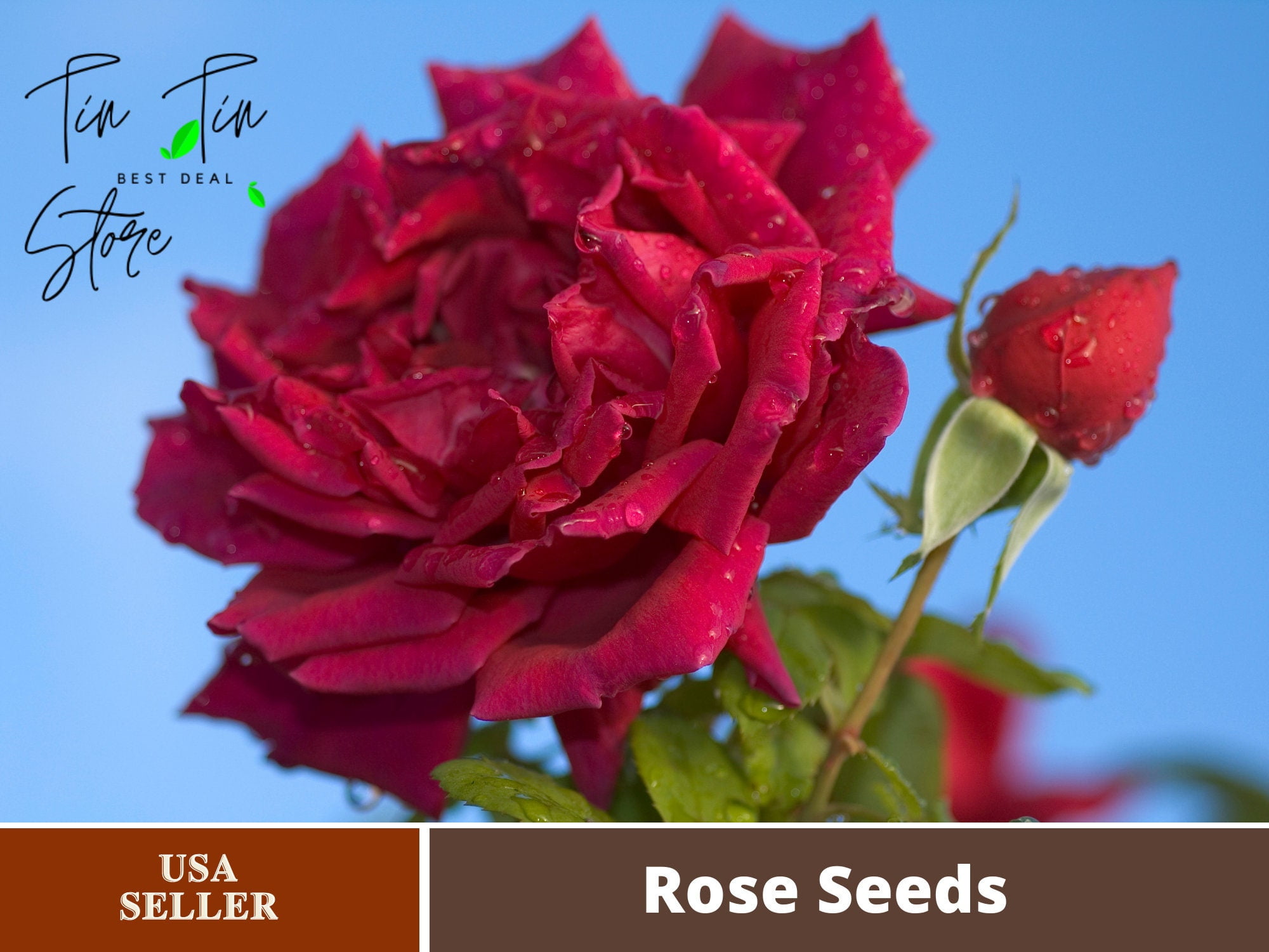 30+ Seeds| Black Magic Hybrid Tea Rose Flower Seeds#1058-Buy 4 get 1 ...