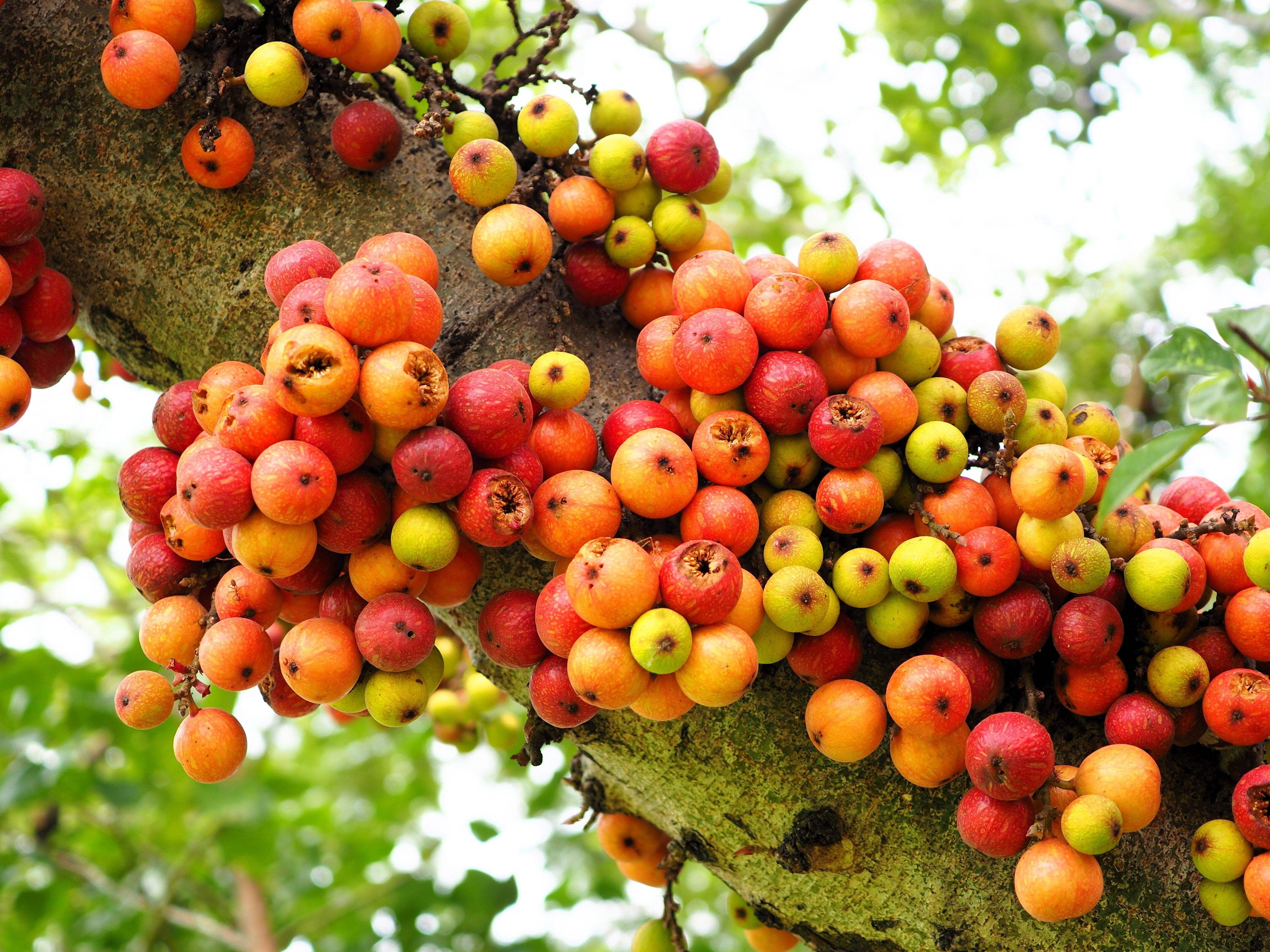 30 Seeds CLUSTER FIG Ficus Racemosa Red River Indian Guilar Tree ...