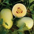 Seedville 30 Crenshaw Melon Fruit Cucumis Melo Seeds - Walmart.com