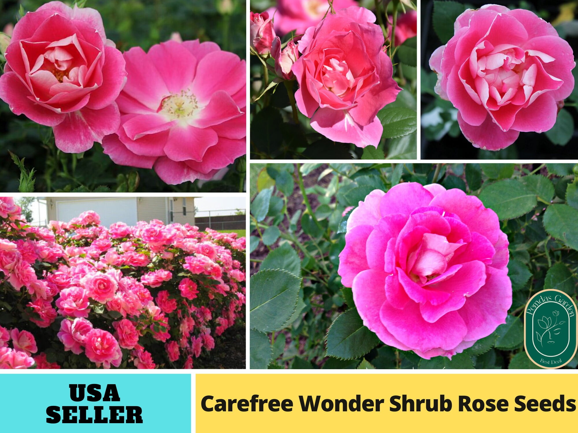 30+ Seeds|Carefree Wonder Shrub Flower Rose Seeds - Authentic Seeds ...