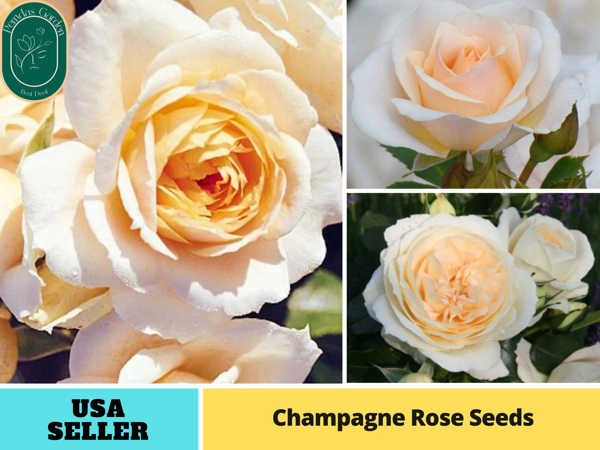 30+ Seeds|Champagne Rose Perennial Flower - Authentic Seeds - Perennial ...