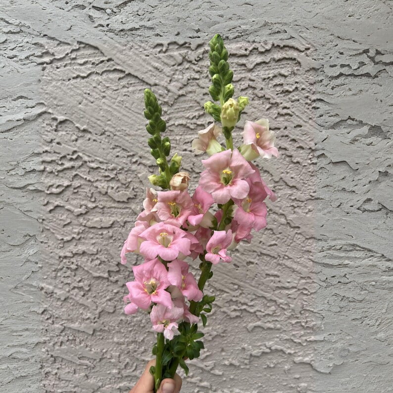 30 Seeds Chantilly Light Pink Snapdragon Open-Pollinating Cut Flowers ...