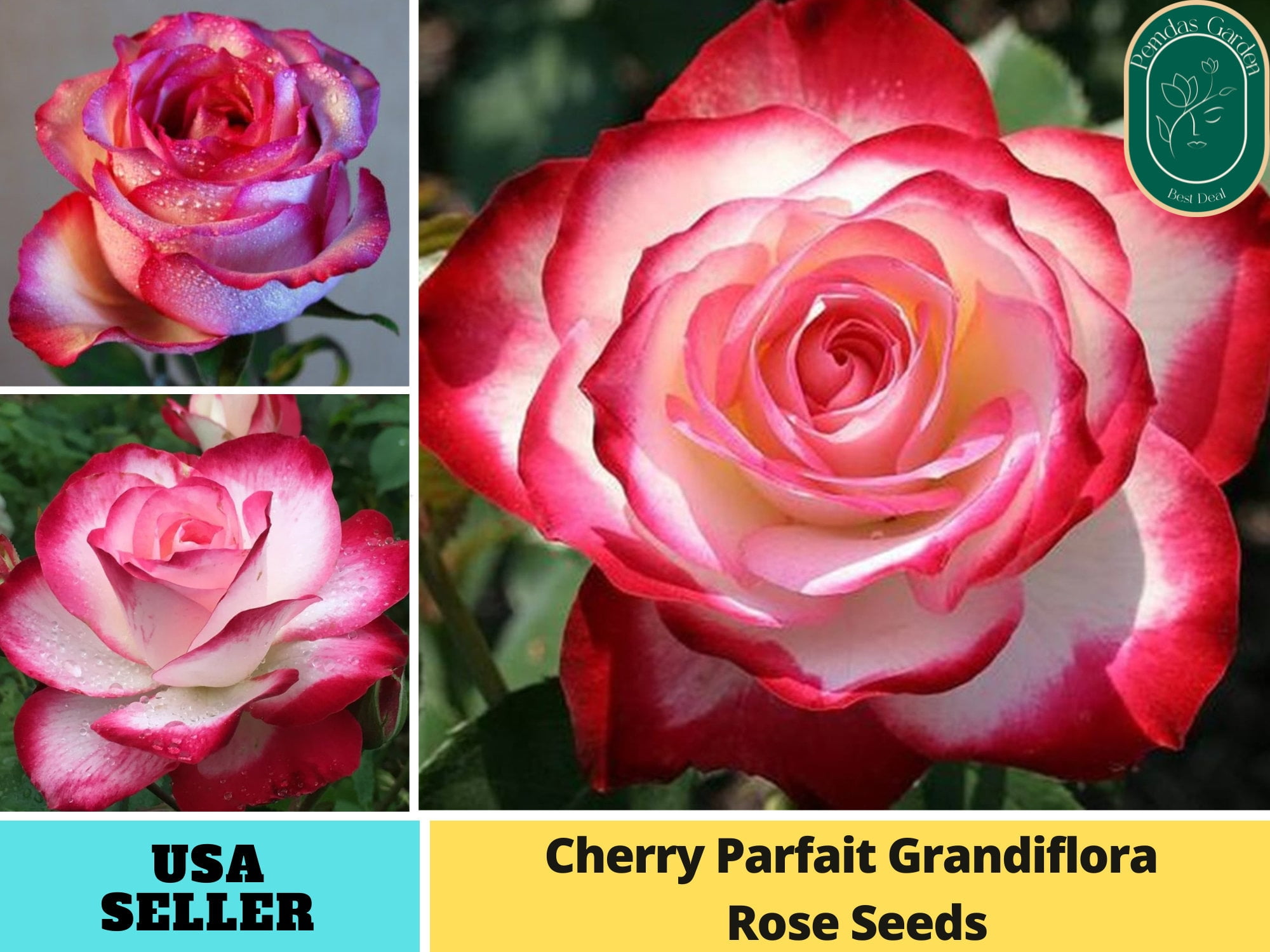 30+ Seeds|Cherry Parfait Grandiflora Flower Rose - Authentic Seeds ...