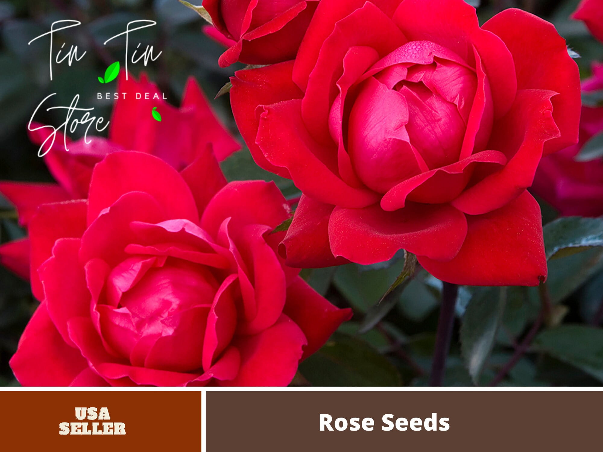 30 Seeds| Cherry red double knockout rose seeds #1408 | Seeds, Herbal ...