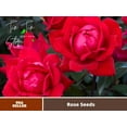 30 Seeds| Cherry red double knockout rose seeds #1408 | Seeds, Herbal ...