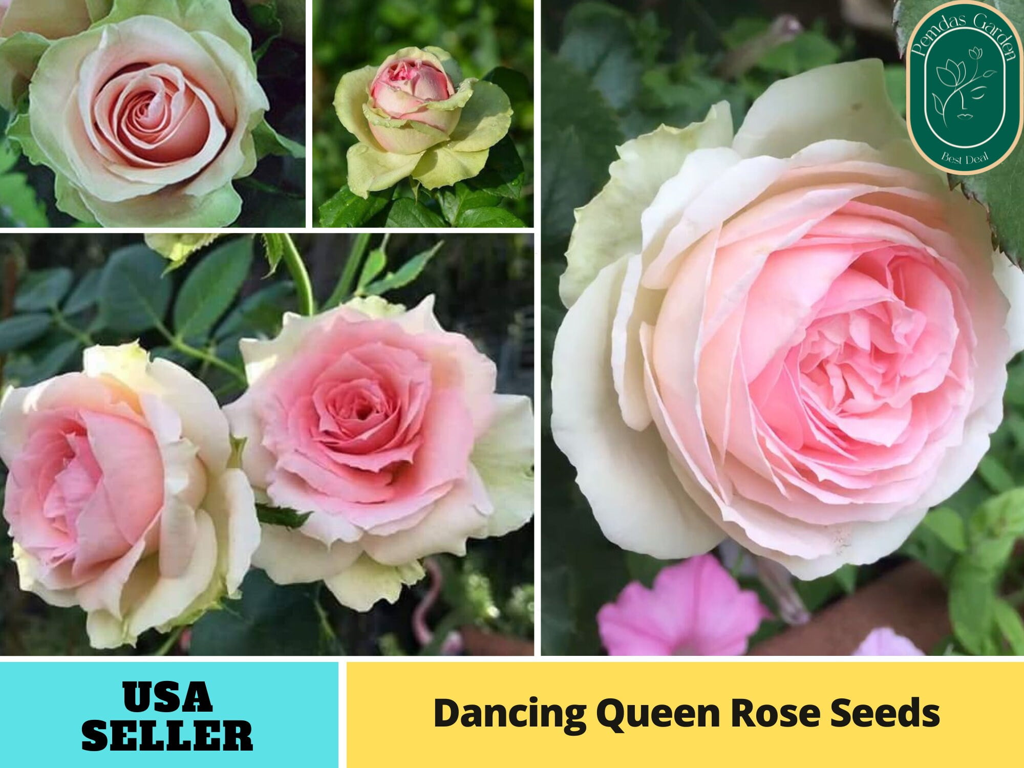 30+ Seeds|Dancing Queen Perennial Flower Rose Seeds,Herb, - Authentic ...