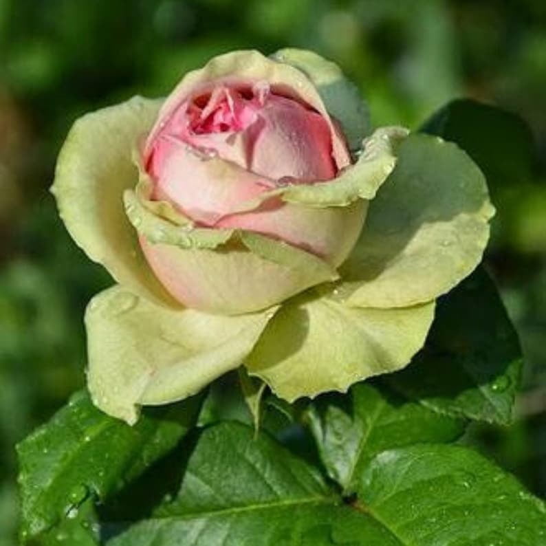 30 Seeds Dancing Rose Seeds Perennial Mix for Late Winter to Early ...
