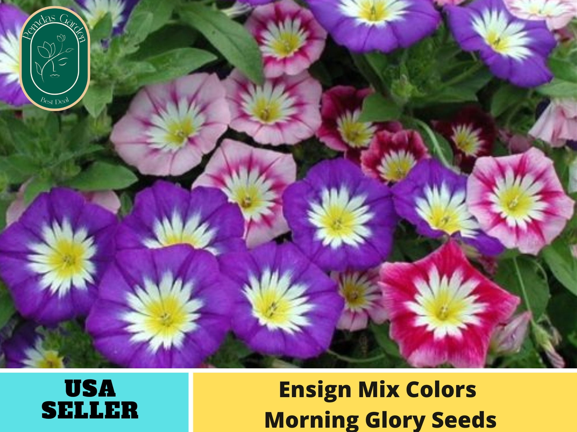 30+ Seeds| Ensign Mix Morning Glory Seeds - Authentic Seeds - Perennial~ GMO Free ~ Flower seeds ...