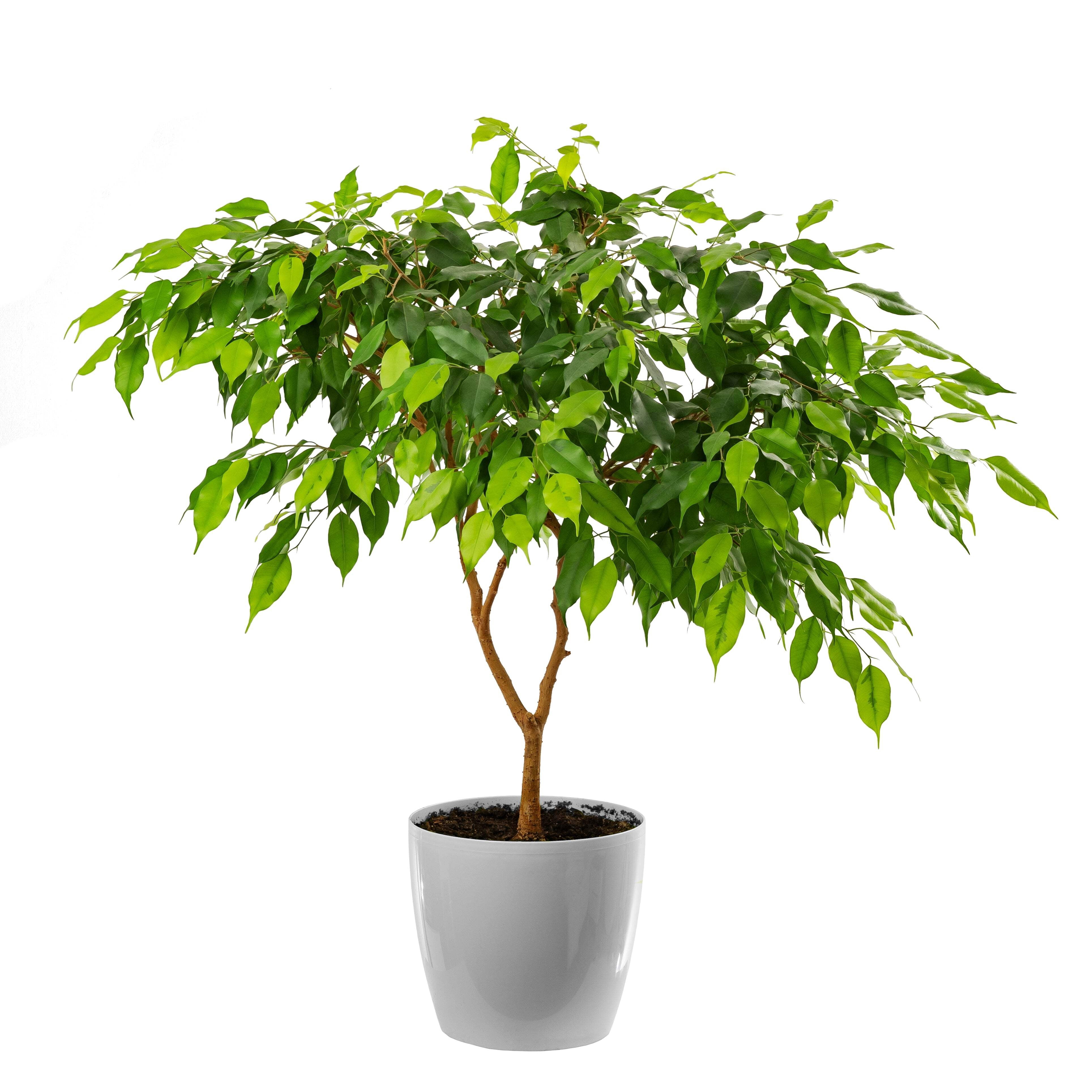 30 Ficus Religiosa Seeds, Bodhi Tree/Sacred Fig/Bo Tree/Pipal, Ideal ...