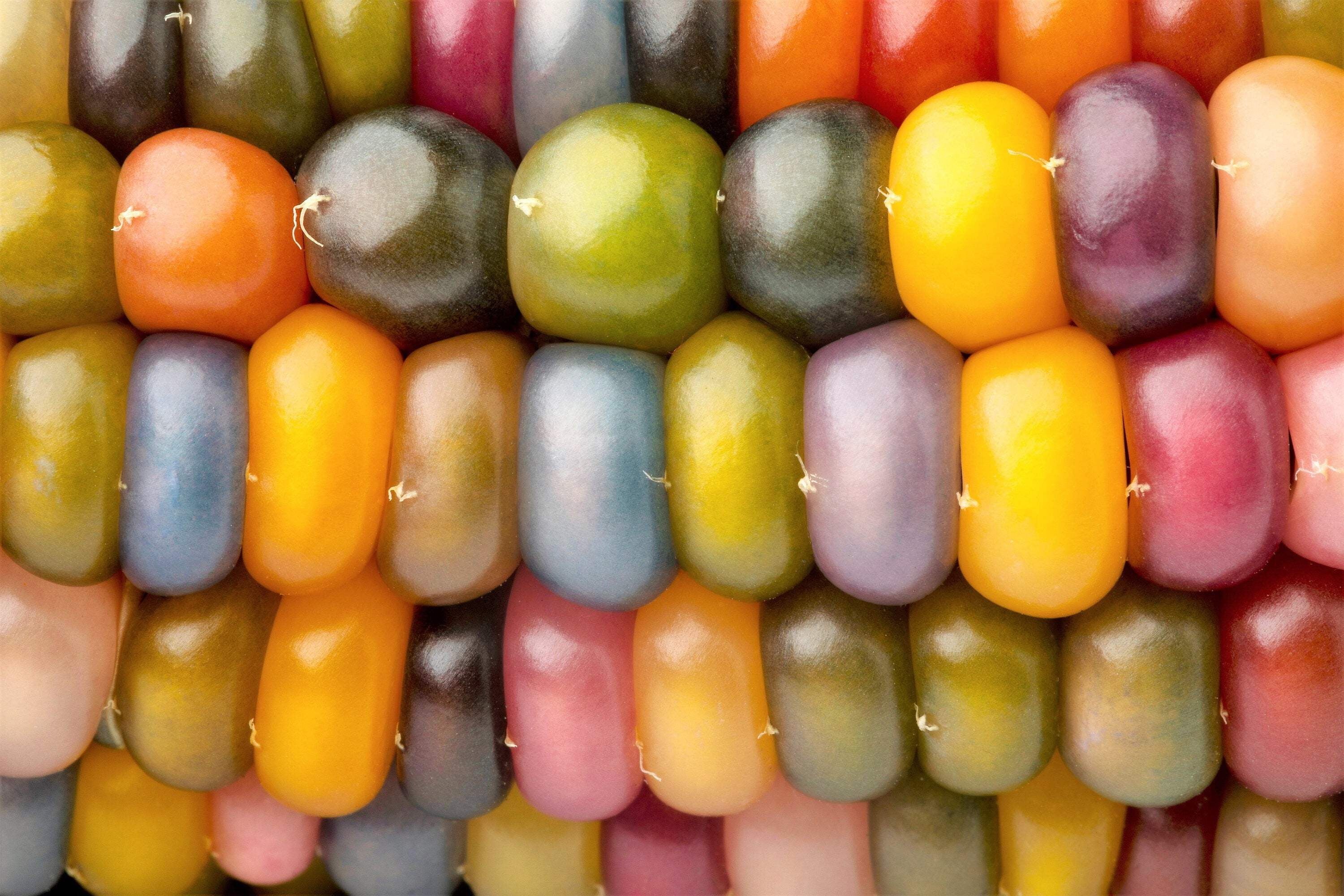 30 Seeds GLASS GEM CORN Mixed Colors Ornamental Edible Zea Mays ...